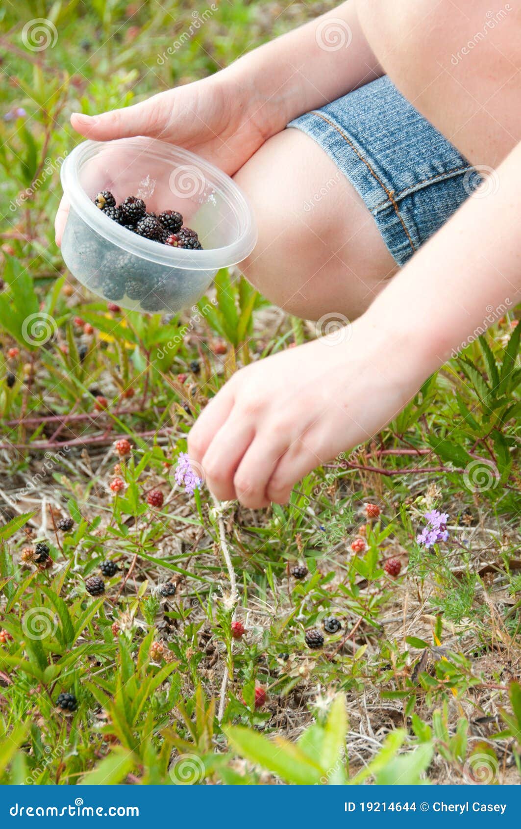 Picking fresh berries stock photo. Image of summer, black - 19214644
