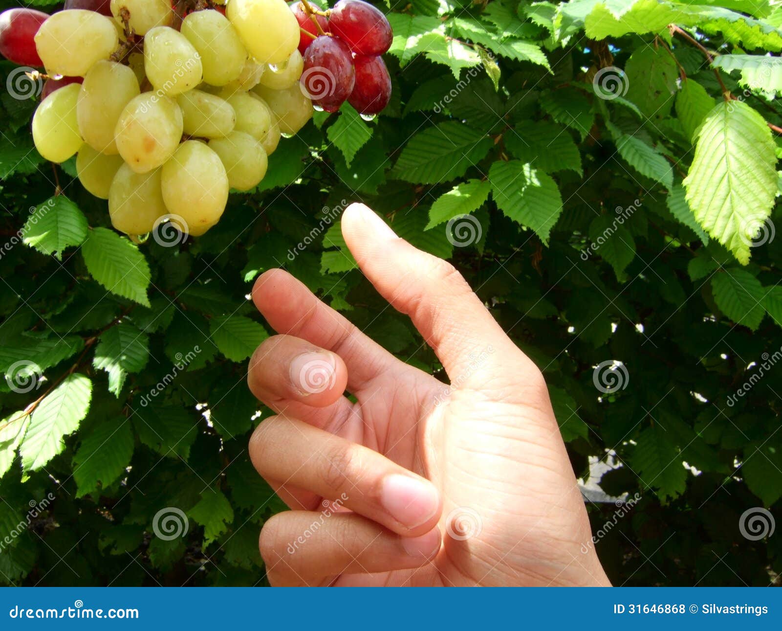 Picking fresh grapes stock photo. Image of palm, limb - 31646868