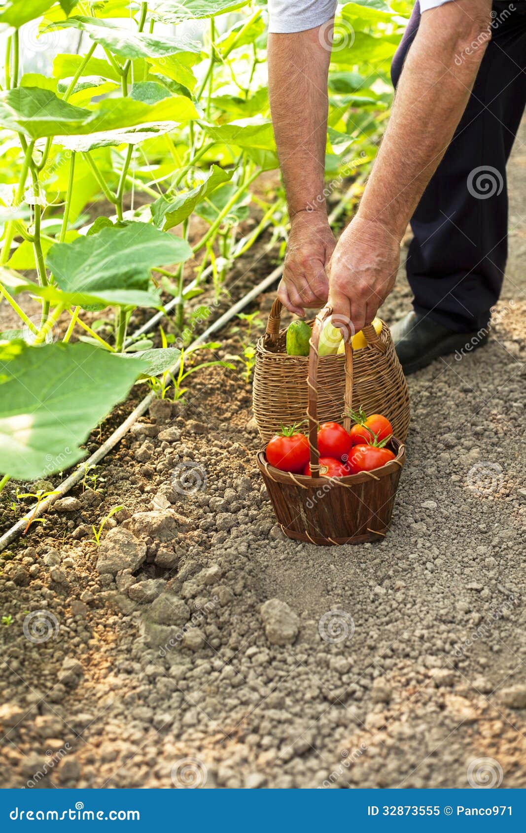 Picking fresh tomatoes stock image. Image of farm, stem - 32873555