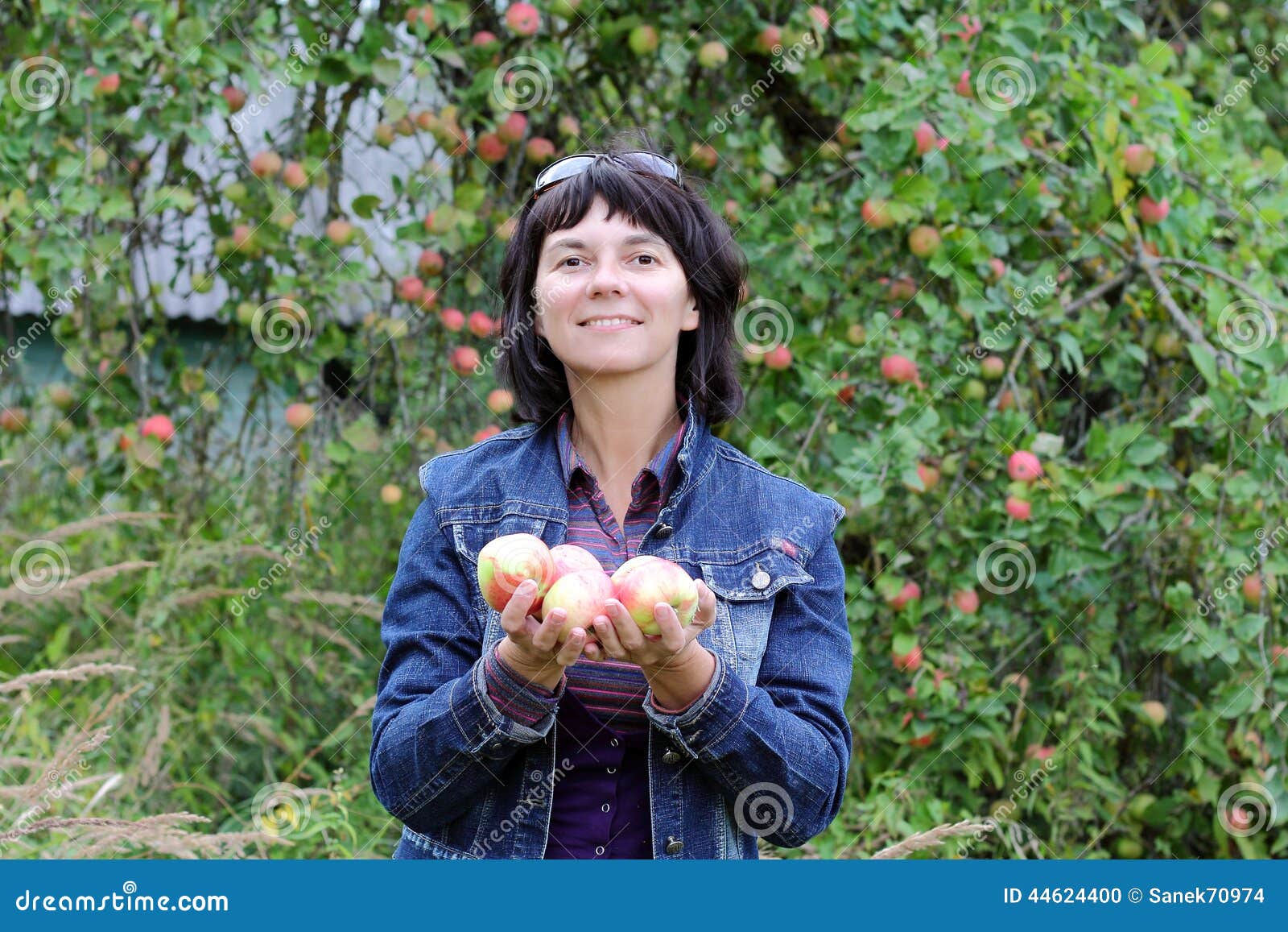 Picking fruit stock photo. Image of work, winter, tree - 44624400