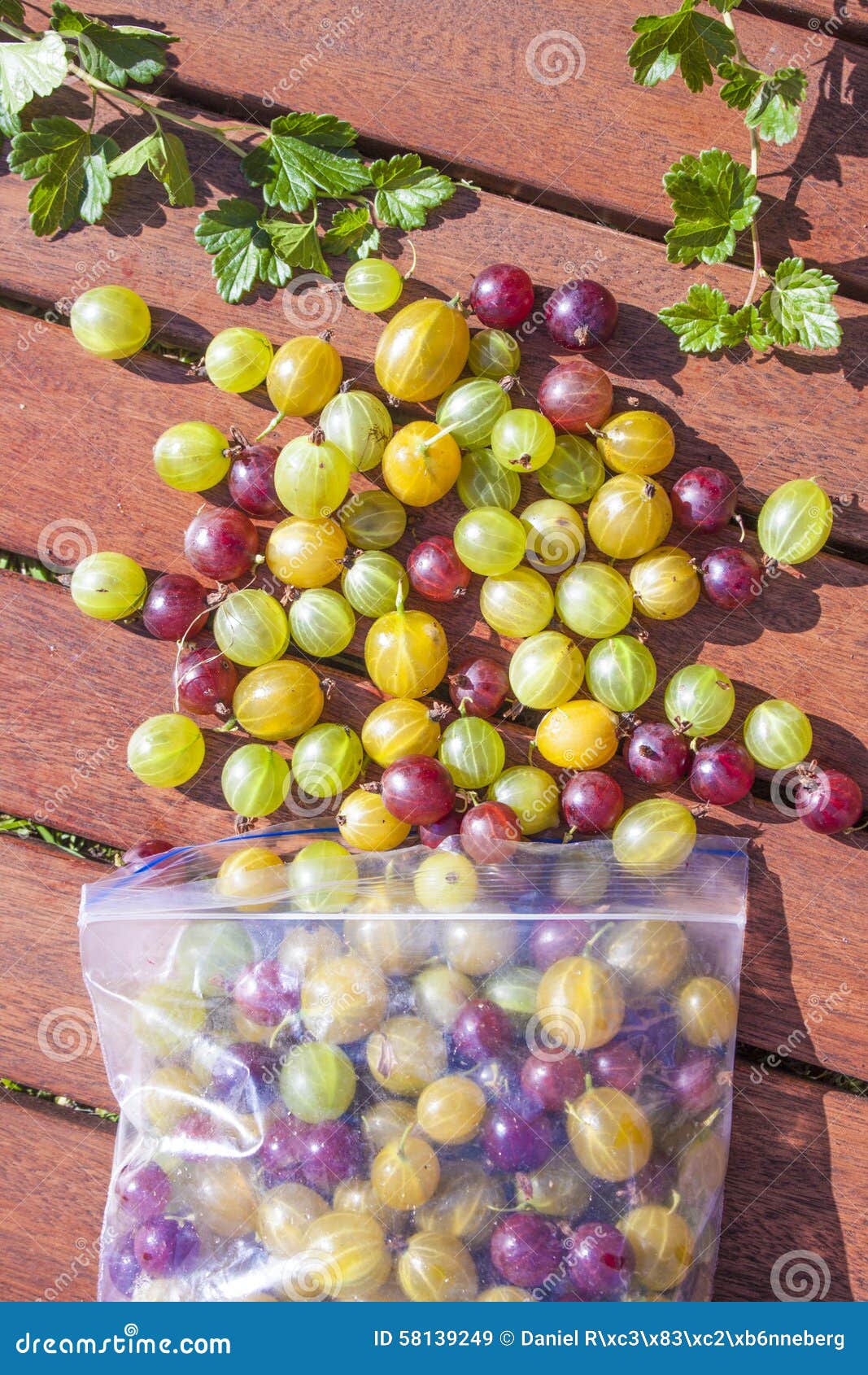 Picking gooseberries stock image. Image of health, wood - 58139249