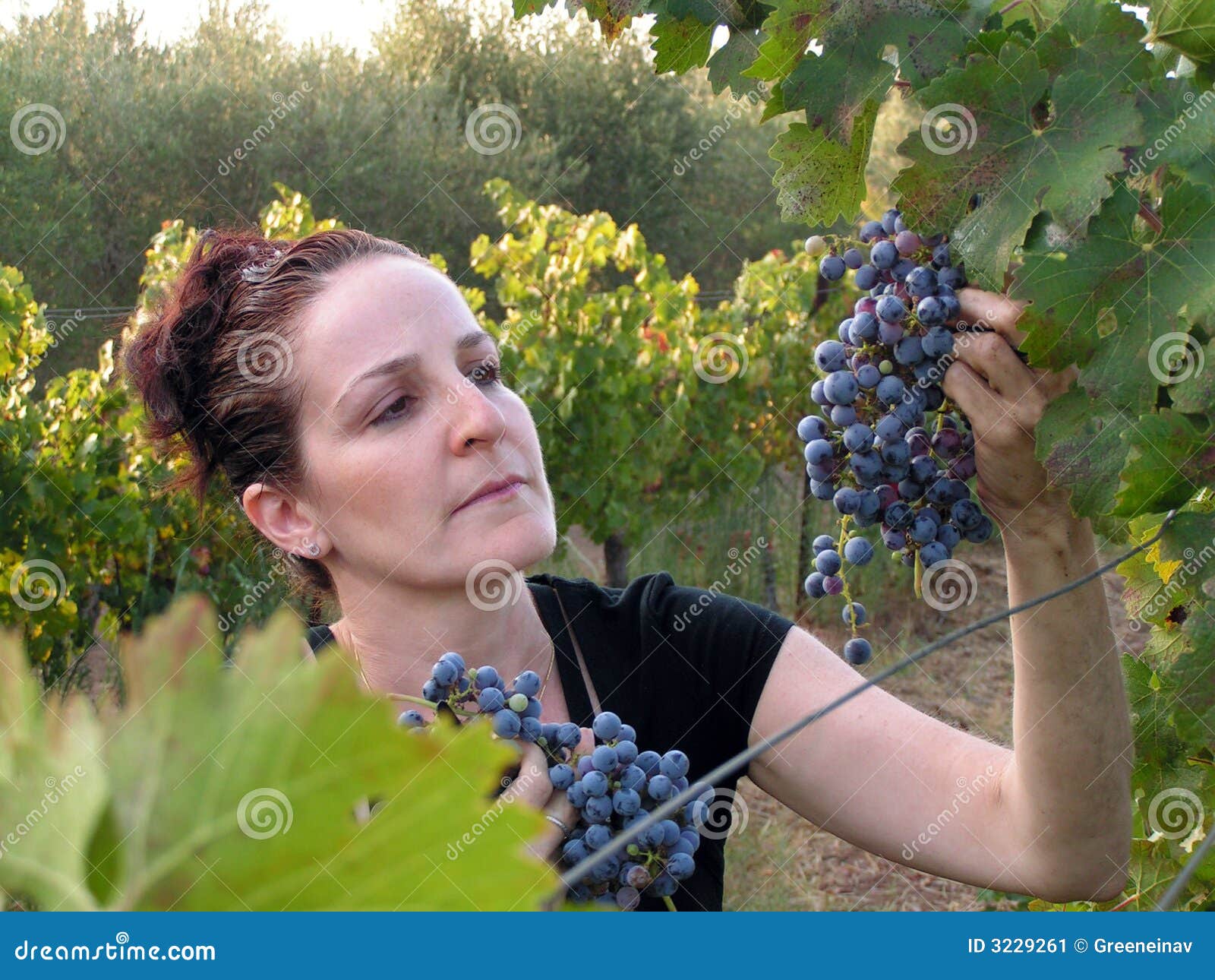 Picking grape stock image. Image of grapepicker, pink - 3229261