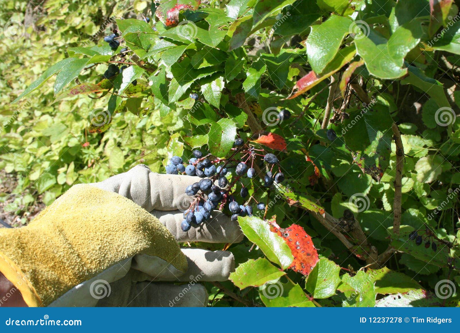 Picking Grapes stock photo. Image of nature, grapes, food - 12237278