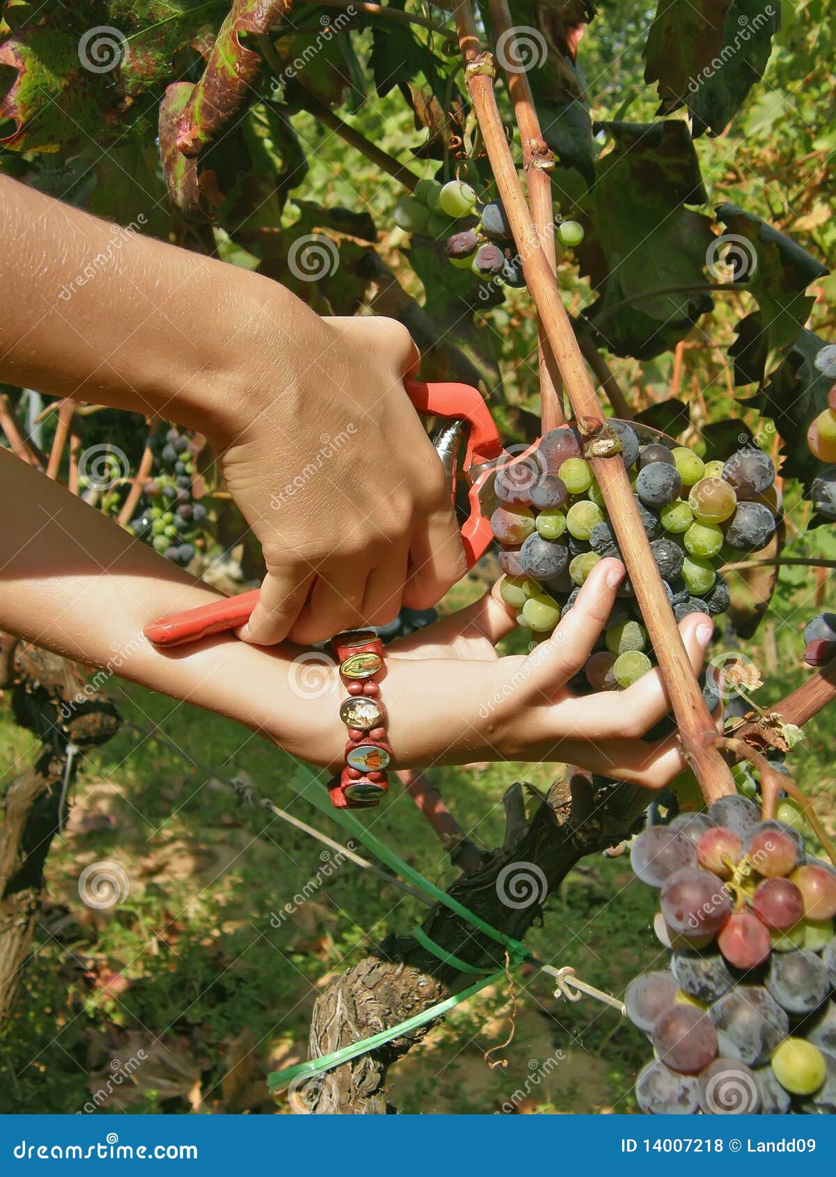 Picking grapes stock photo. Image of grape, farm, body - 14007218