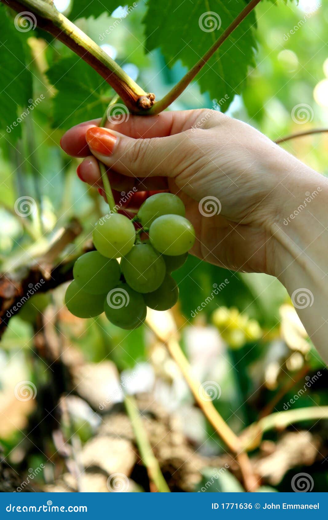 Picking grapes stock photo. Image of woman, joaquin, california - 1771636