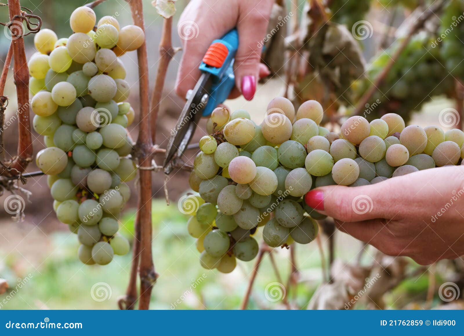Picking grapes. stock image. Image of fruit, hand, crop - 21762859