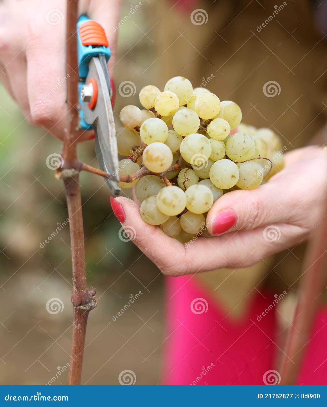 Picking grapes. stock image. Image of bunch, harvesting - 21762877