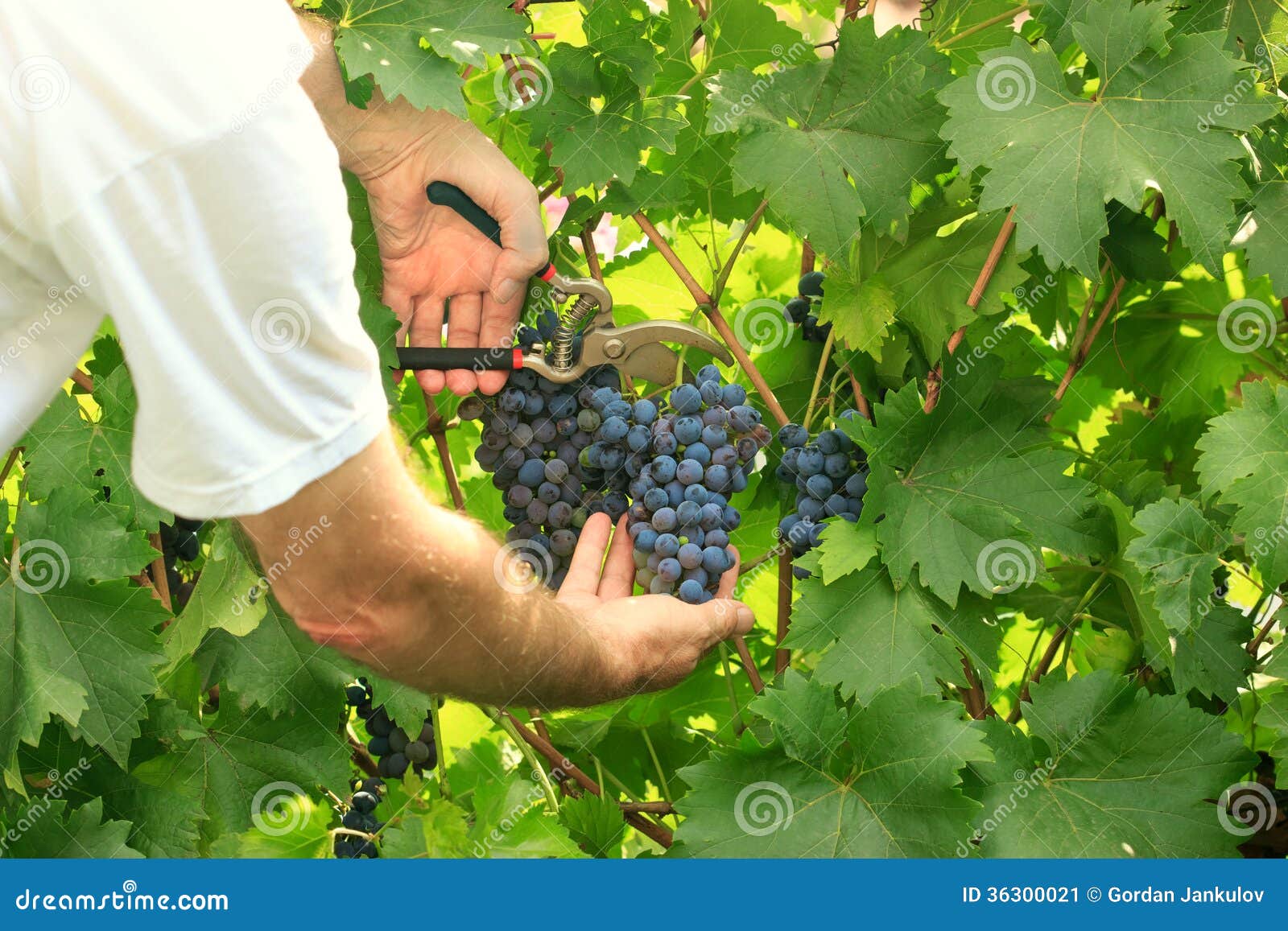 Picking Grapes - Harvest Time Stock Image - Image of season, manual ...