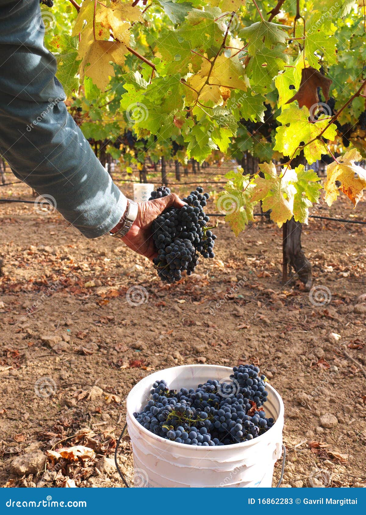 Picking grapes for wine stock image. Image of autumn - 16862283
