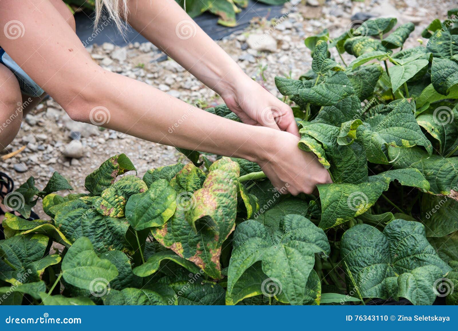 Picking green beans stock photo. Image of farm, agriculture - 76343110
