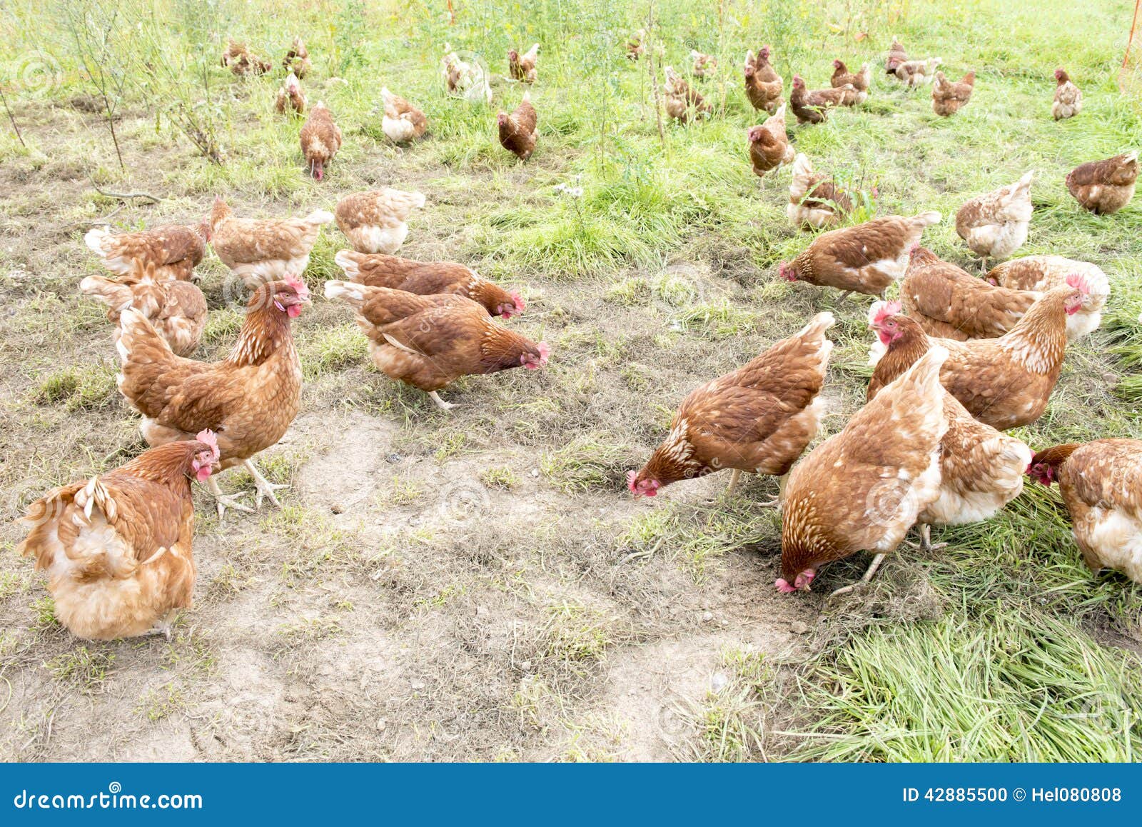 Picking Hens in Chicken Yard Stock Photo - Image of brown, chicken ...