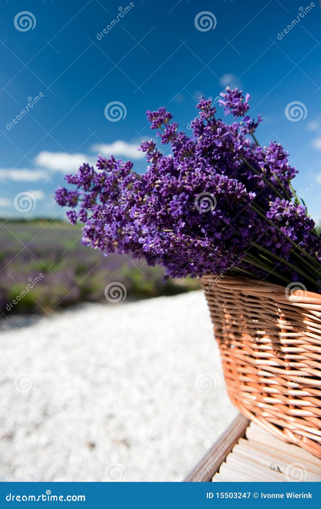 Picking Lavender stock image. Image of french, gathering - 15503247