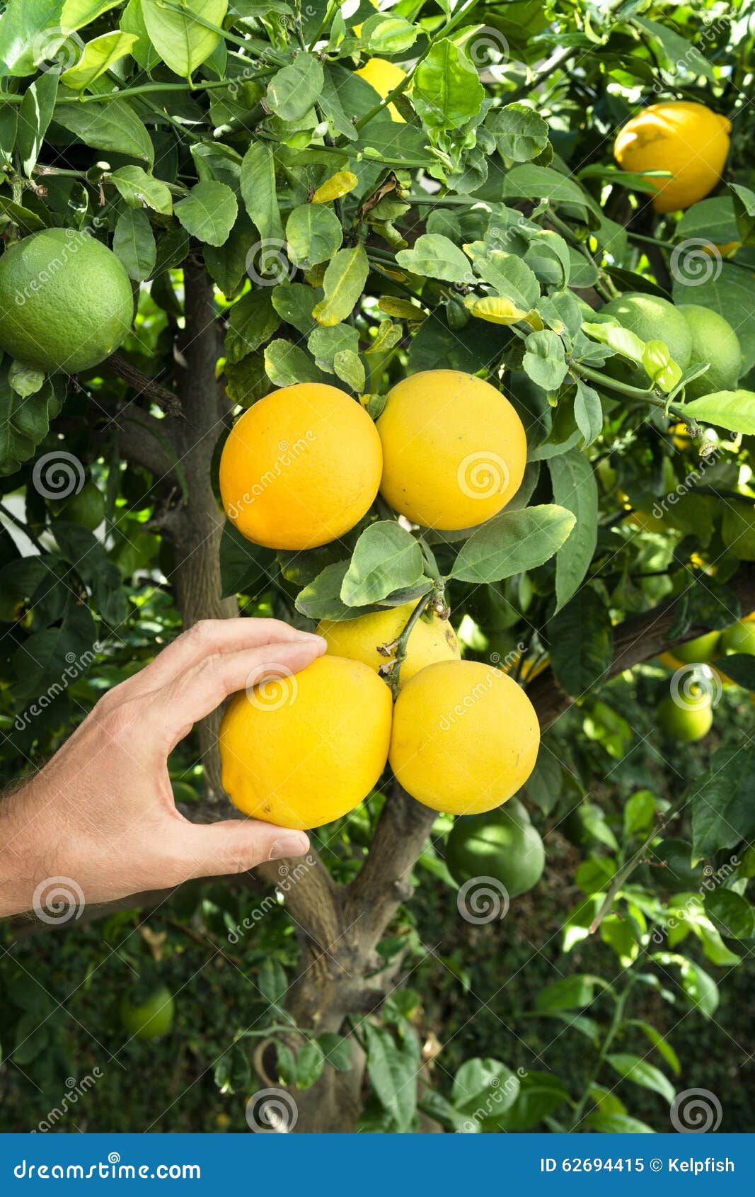 Picking lemons from tree stock image. Image of snip, yellow - 62694415