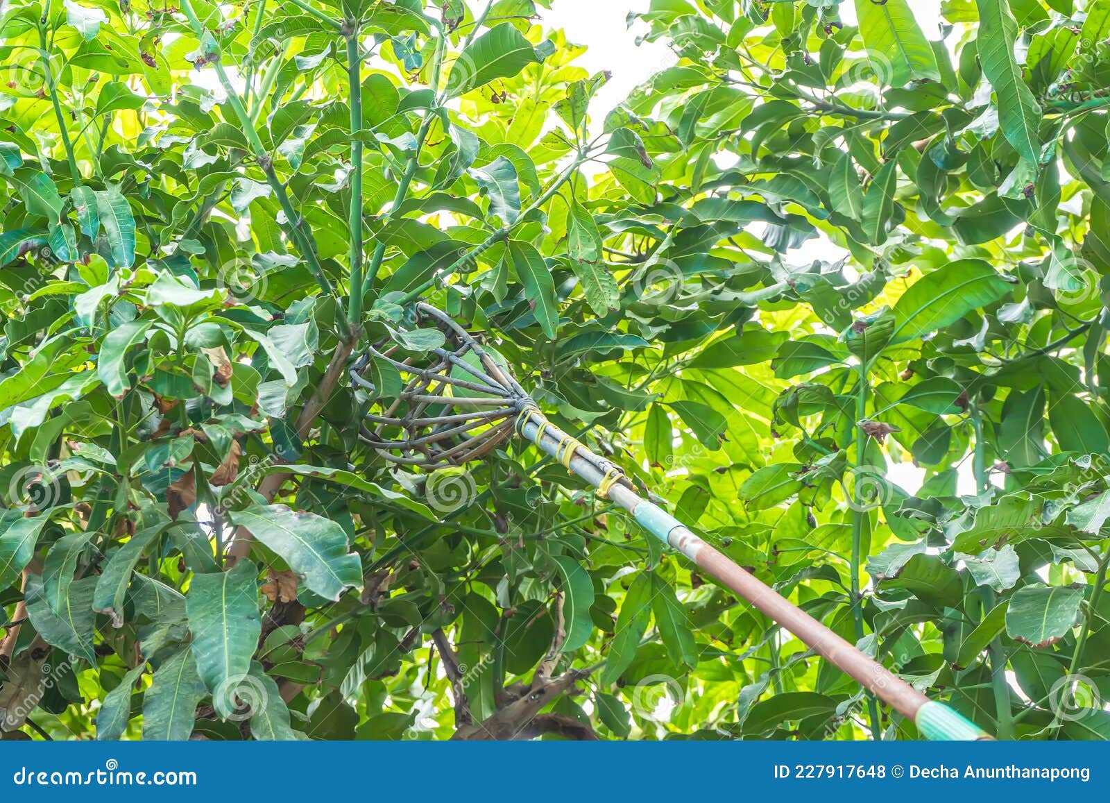 Picking mangoes stock photo. Image of healthy, slice - 227917648