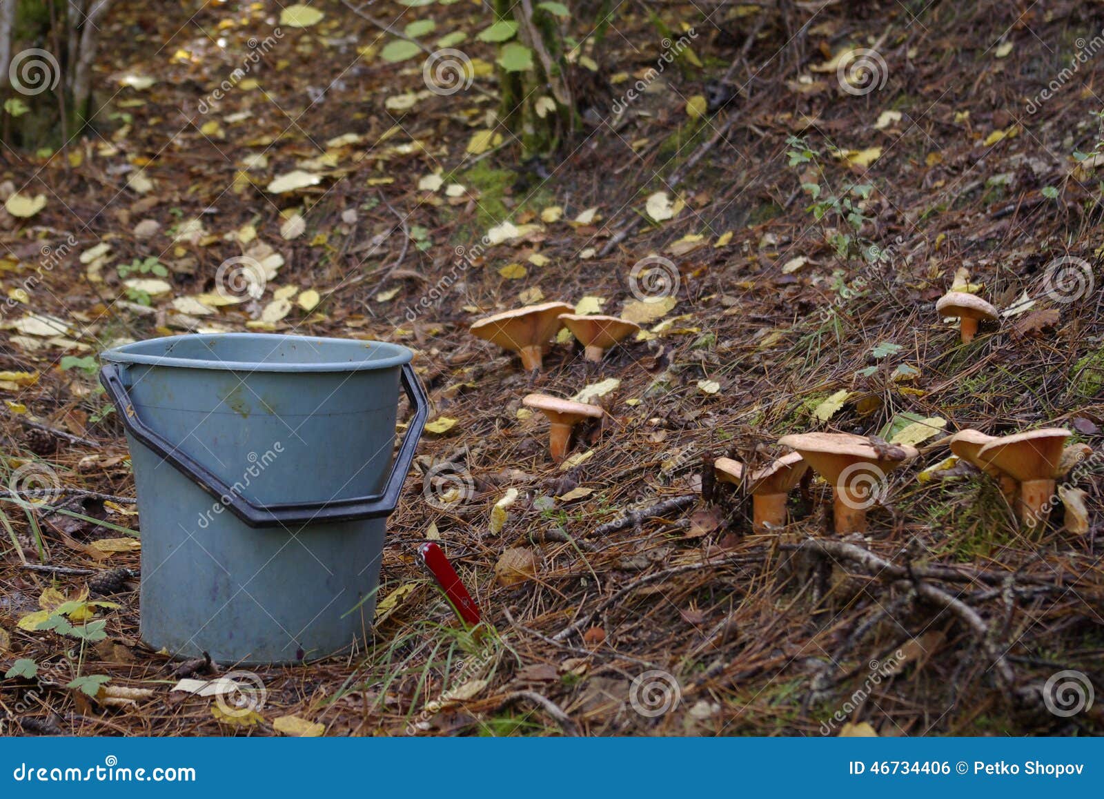 Picking Mushrooms in the Forest Stock Photo - Image of pharmacy, micro ...