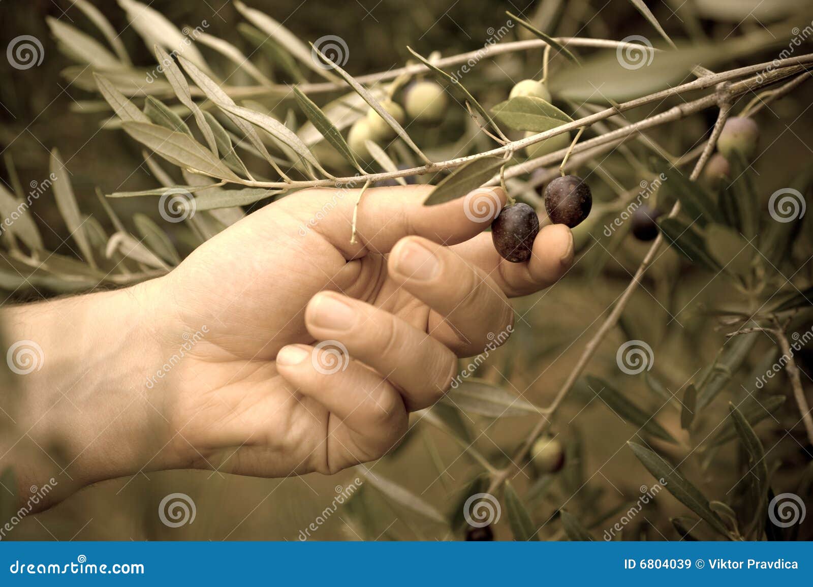Picking olives stock image. Image of fruit, flora, hand - 6804039