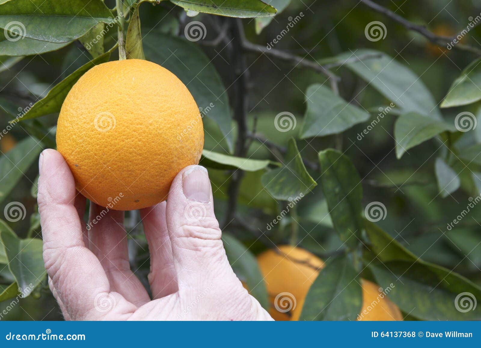 Picking an Orange from a Tree Stock Photo - Image of grab, picking ...