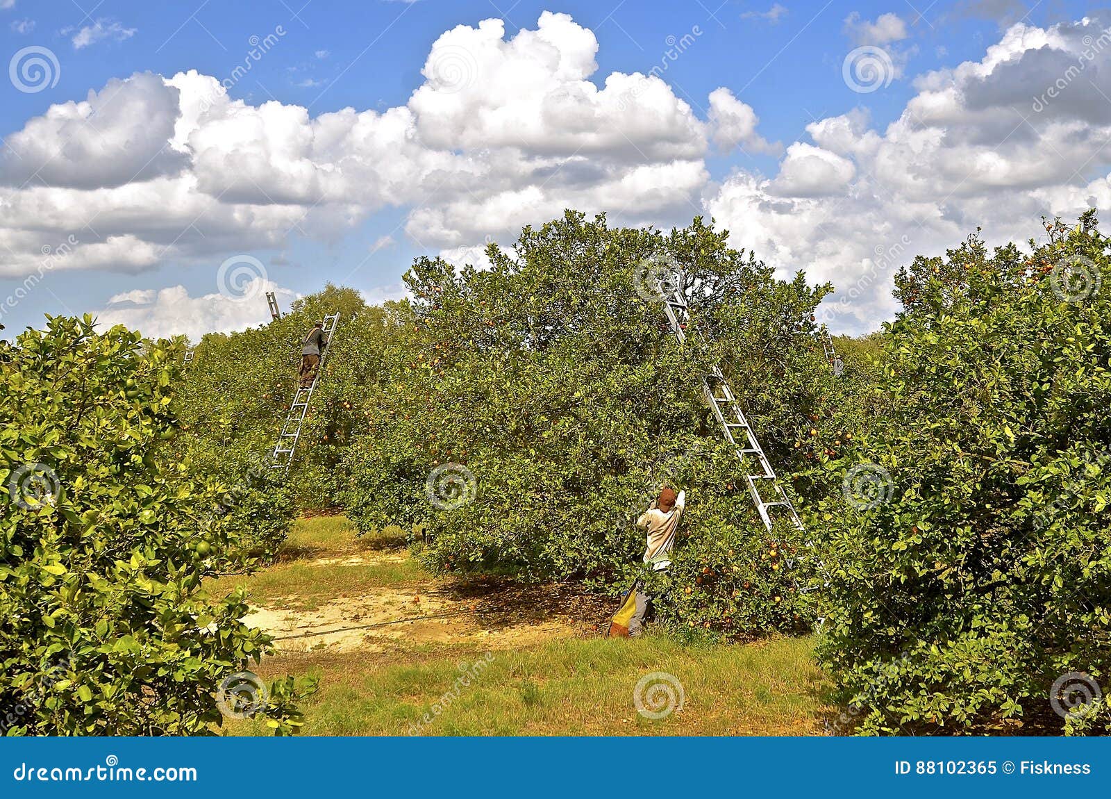Picking Oranges in an Orchard Editorial Image - Image of background ...