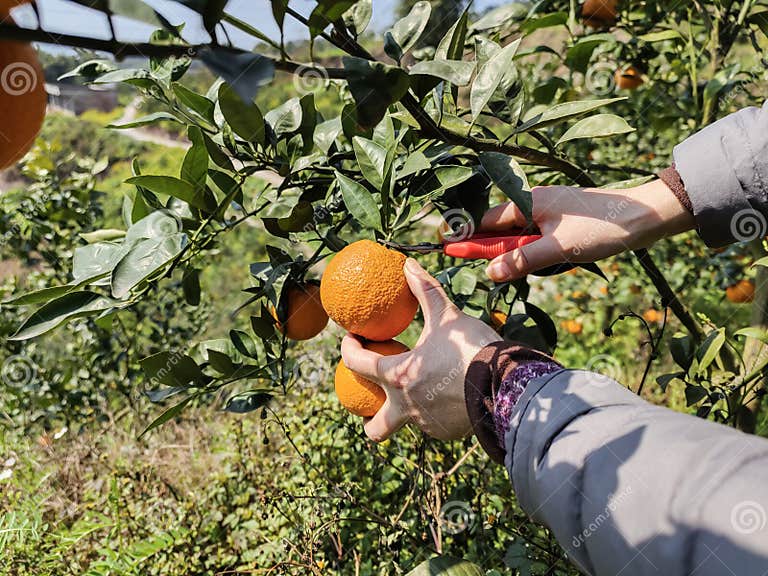 Picking oranges stock image. Image of fruits, hand, enjoyment - 243676841