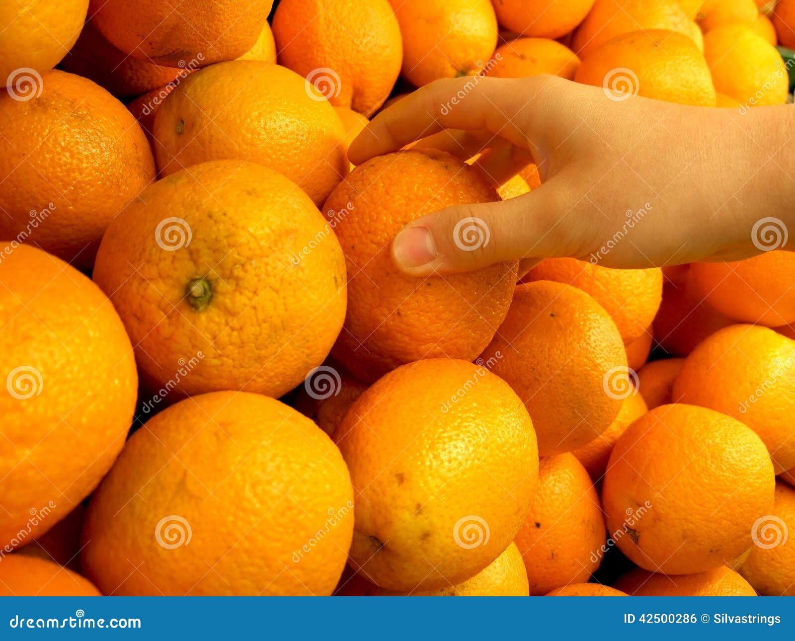 Picking oranges stock photo. Image of fiveaday, juicing - 42500286