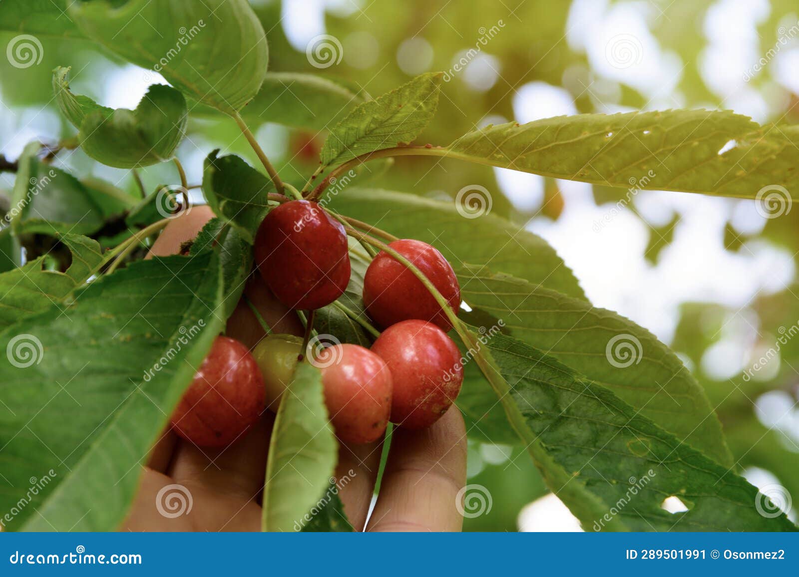 Picking Organic Fresh Cherries from the Cherry Tree Stock Image - Image ...