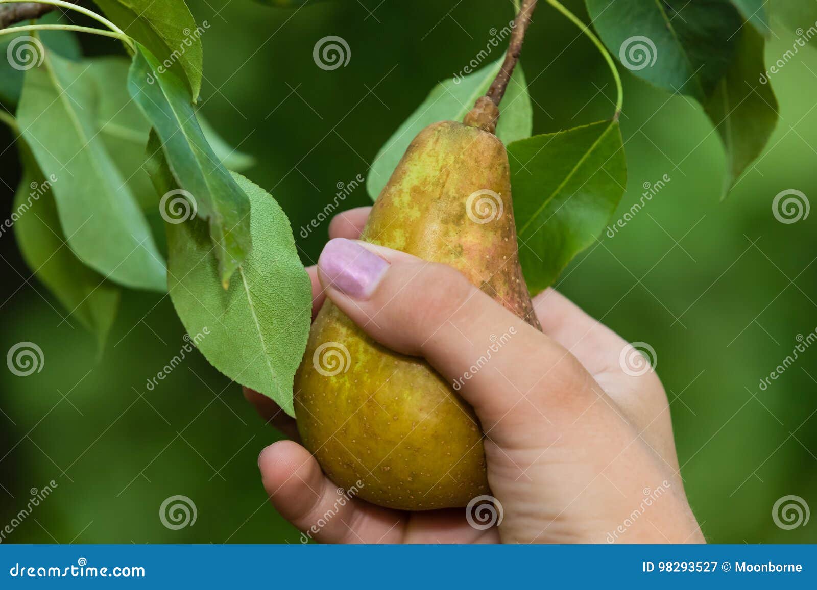 Picking a Pear stock image. Image of agriculture, body - 98293527