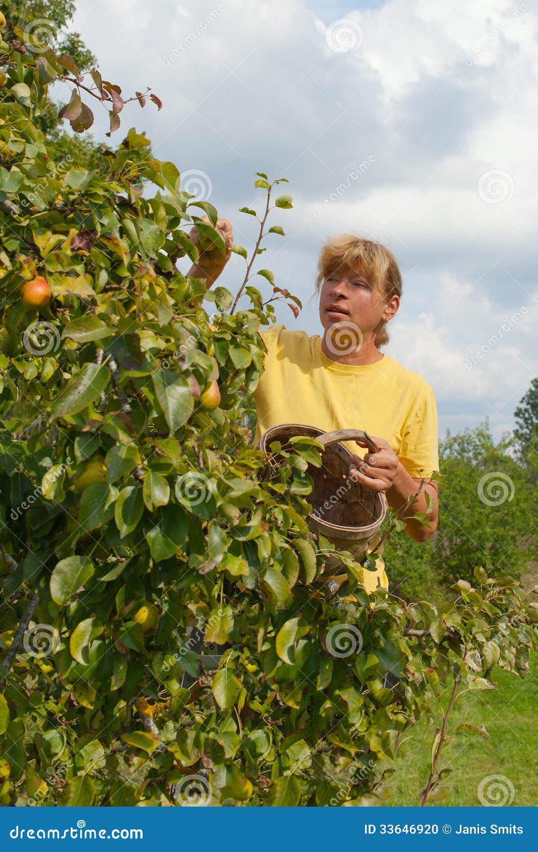 Picking of pears. stock photo. Image of harvesting, green - 33646920