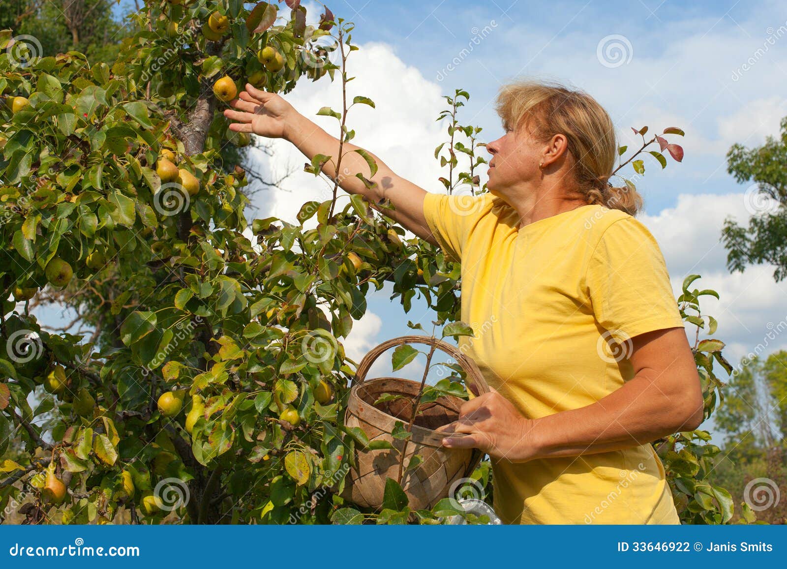 Picking of pears. stock photo. Image of agriculture, hand - 33646922
