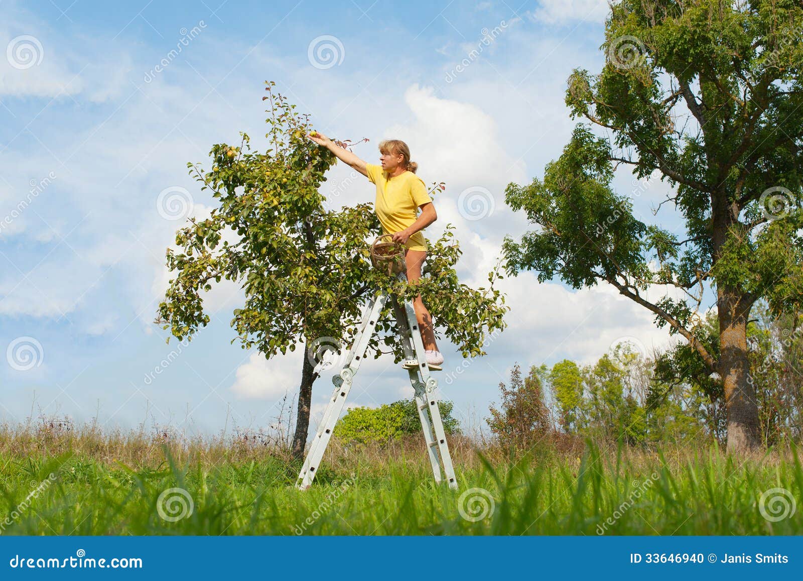 Picking of pears. stock photo. Image of outdoor, picking - 33646940