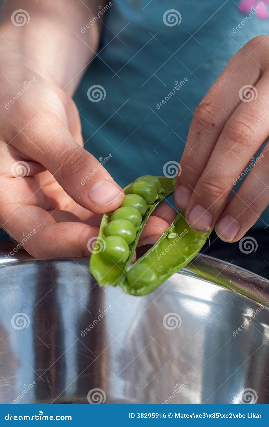 Picking peas stock photo. Image of vegan, picking, vitamins - 38295916