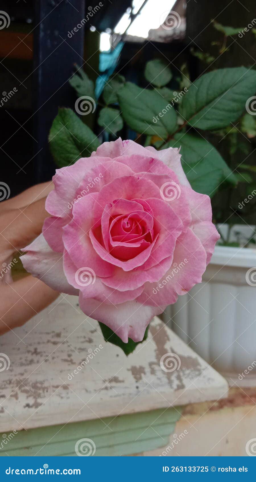 Picking pink roses stock image. Image of blossom, plant - 263133725