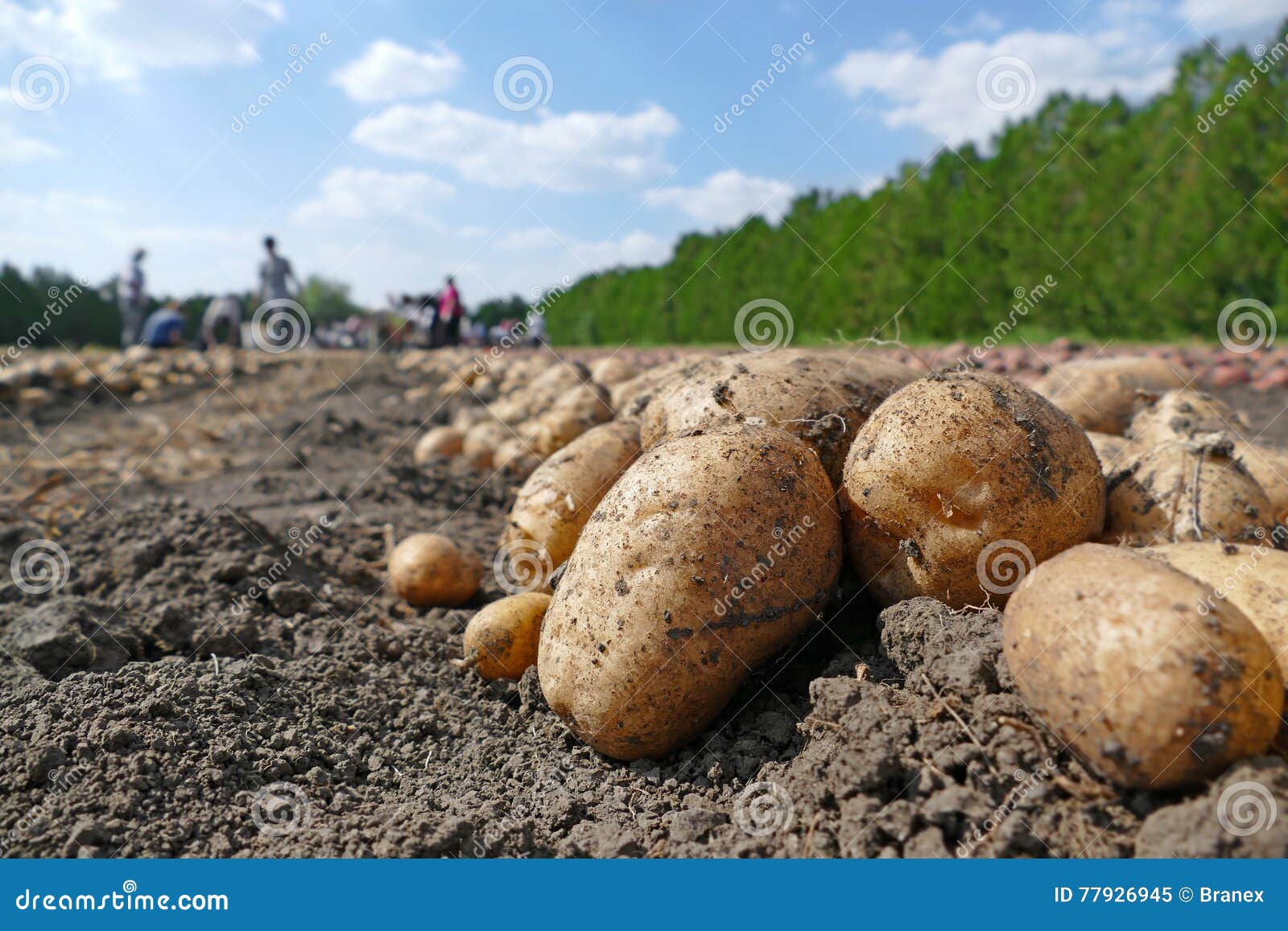 Picking potatoes on field stock image. Image of cloud - 77926945