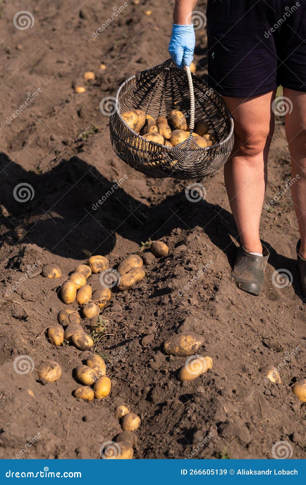 Picking Potatoes on the Field Manually. a Man Harvests Potatoes on ...