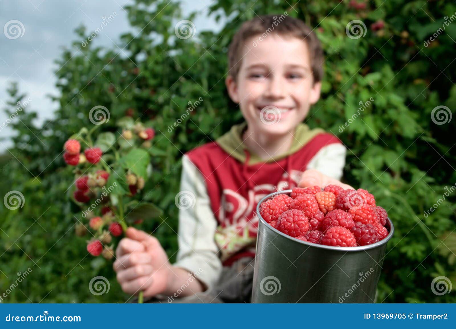 Picking raspberries stock image. Image of fresh, outdoor - 13969705