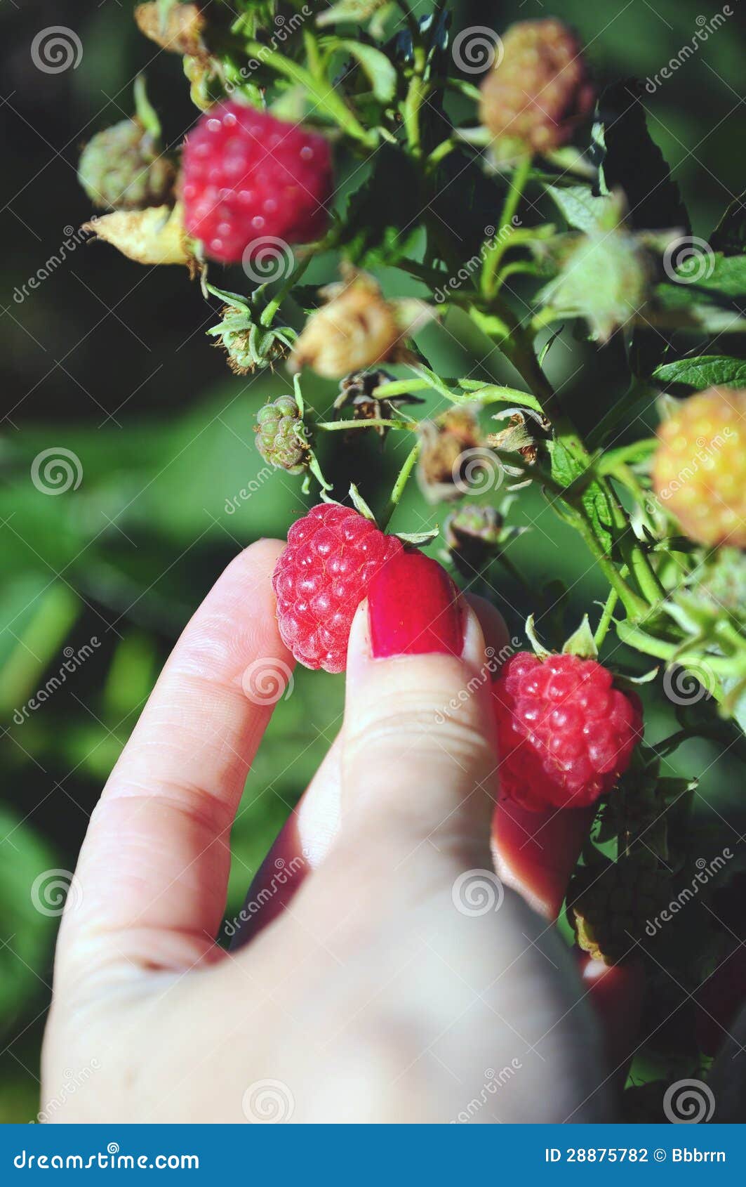 Picking raspberry stock photo. Image of female, abundance - 28875782