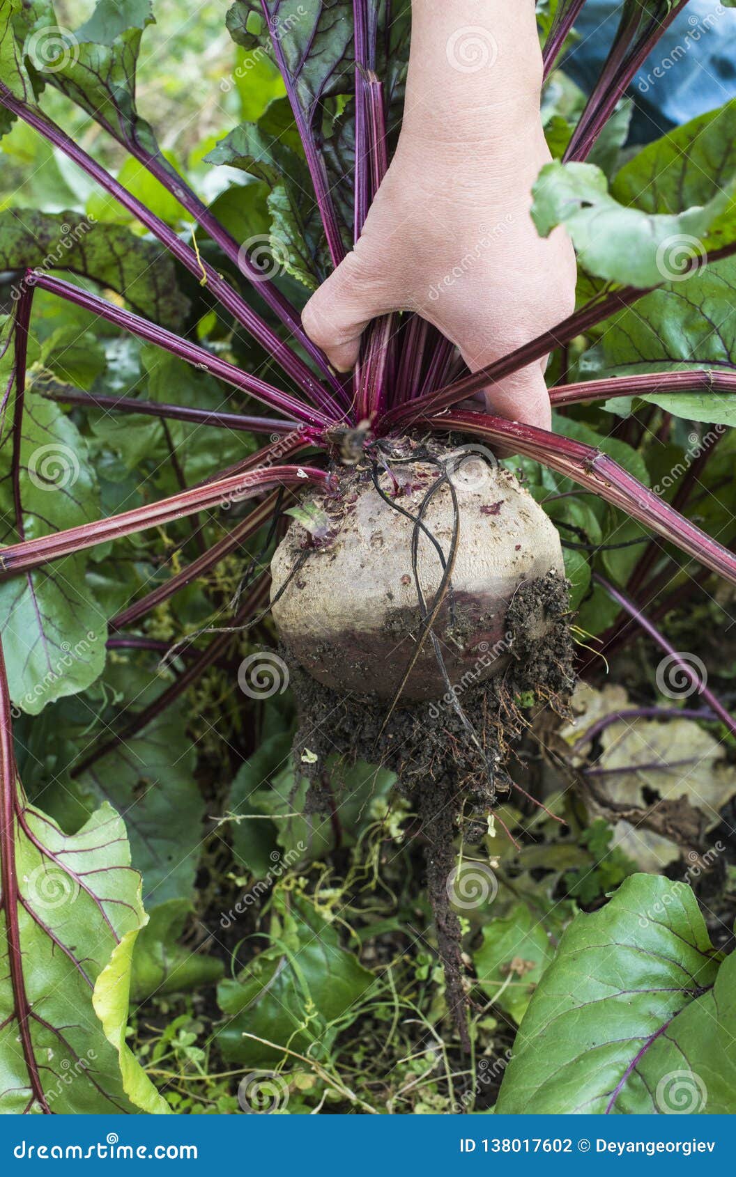 Picking Red Beets in Bio Garden Stock Photo - Image of plant, organic ...