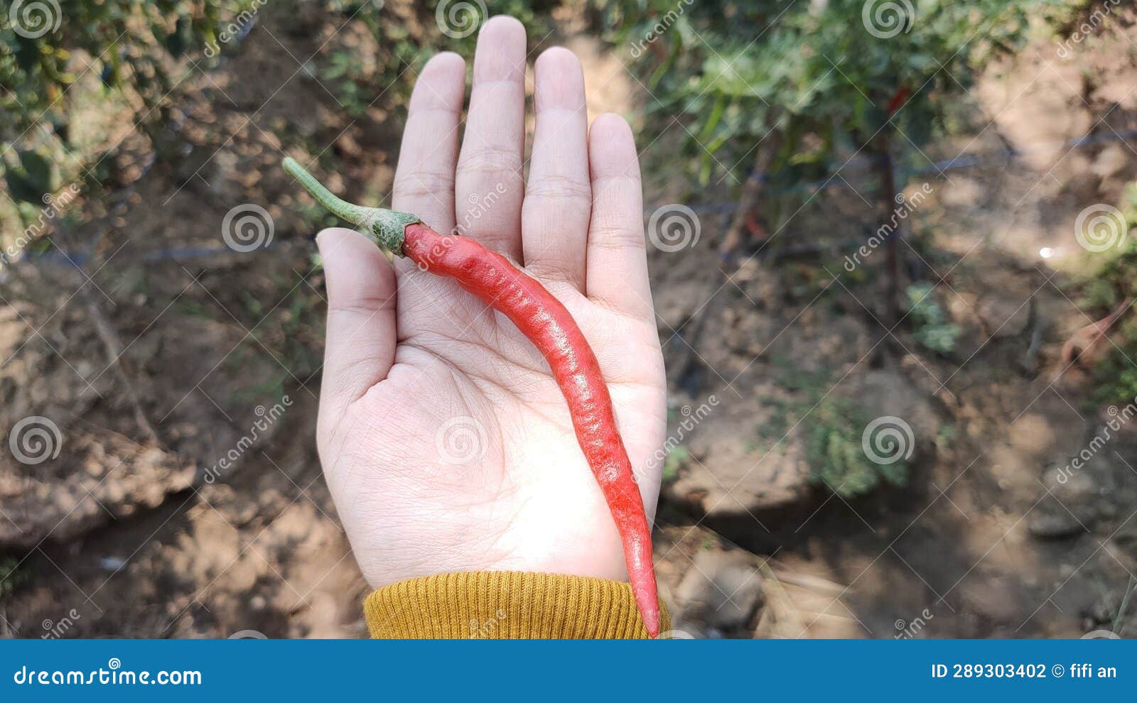 Picking a Red Chili in Hand Stock Photo - Image of vegetable, garden ...
