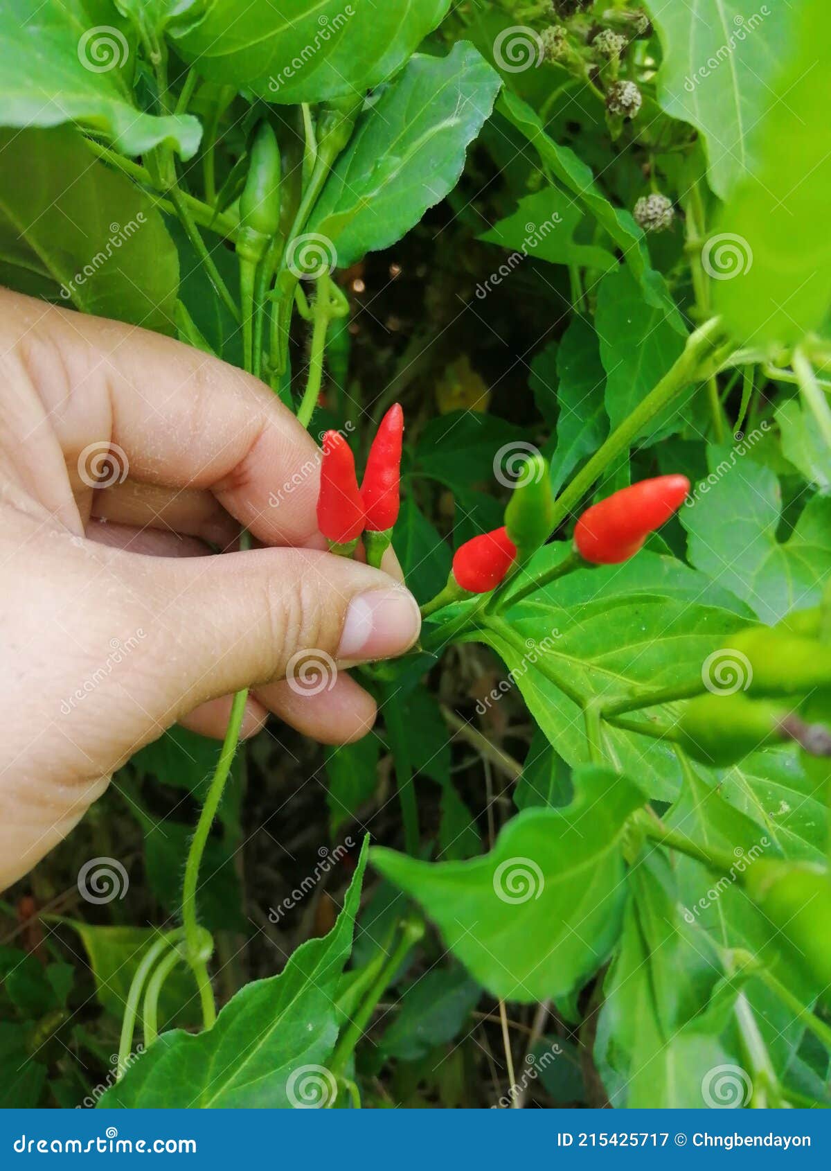 Picking Red Small Chili Labuyo Stock Image - Image of labuyo, picking ...