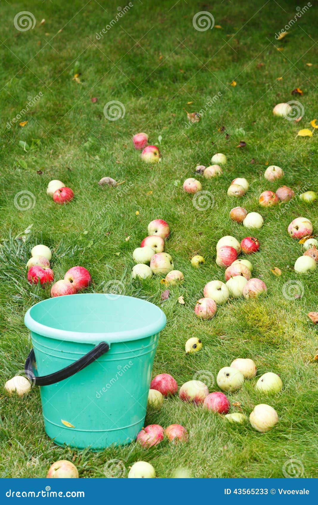 Picking Ripe Apples in Bucket in Fruit Orchard Stock Image - Image of ...