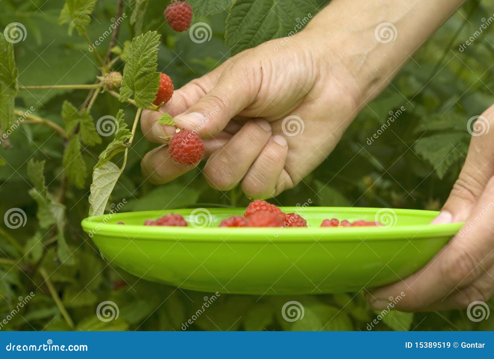 Picking ripe raspberries stock image. Image of juicy - 15389519