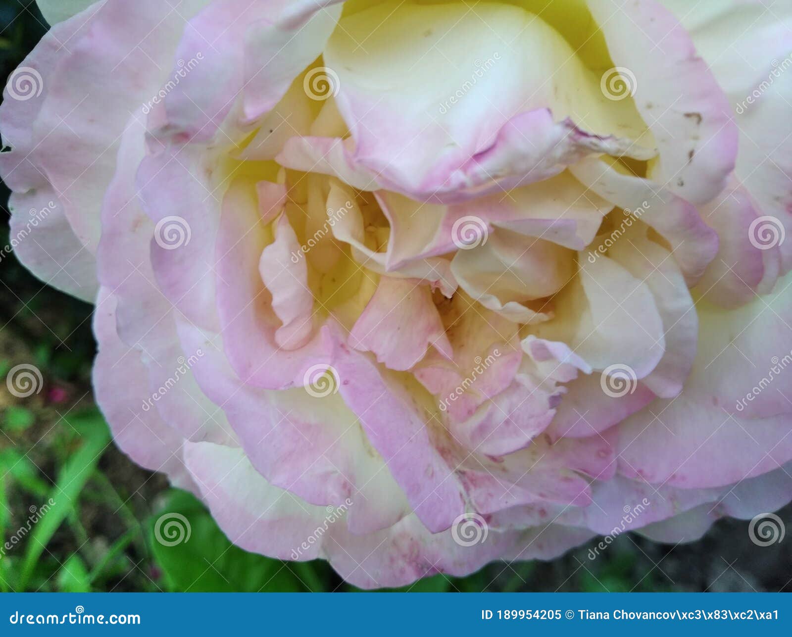 Picking Roses in the Garden Stock Image - Image of flower, blossom ...