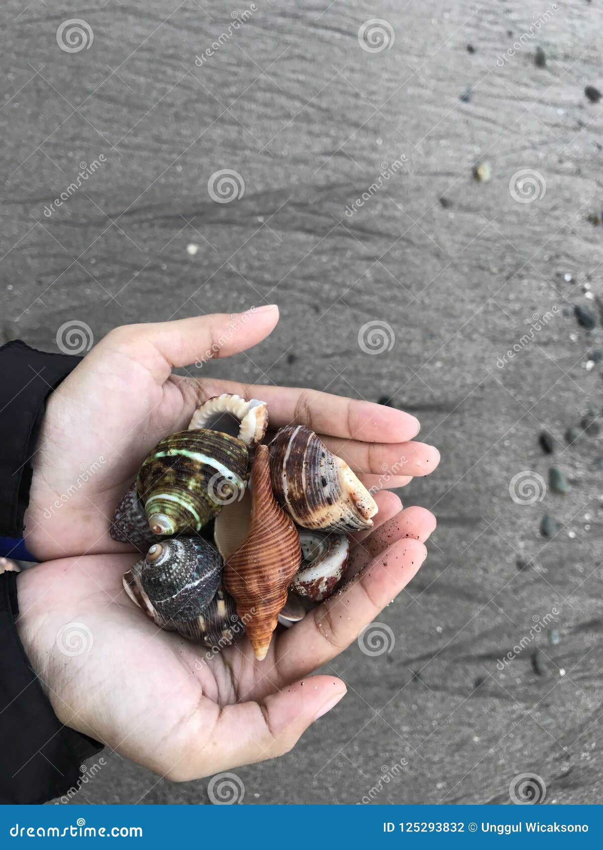 Sea shells stock photo. Image of hands, seashore, water - 125293832