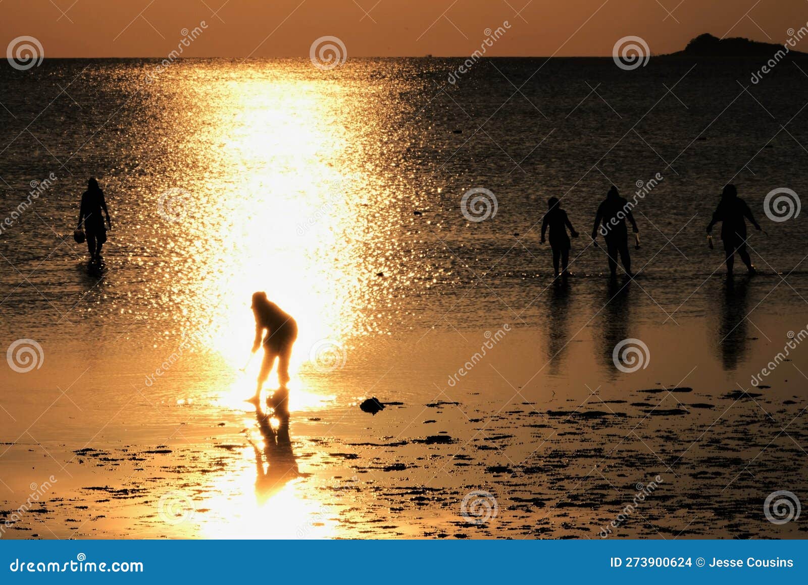 Picking shells stock photo. Image of people, picking - 273900624