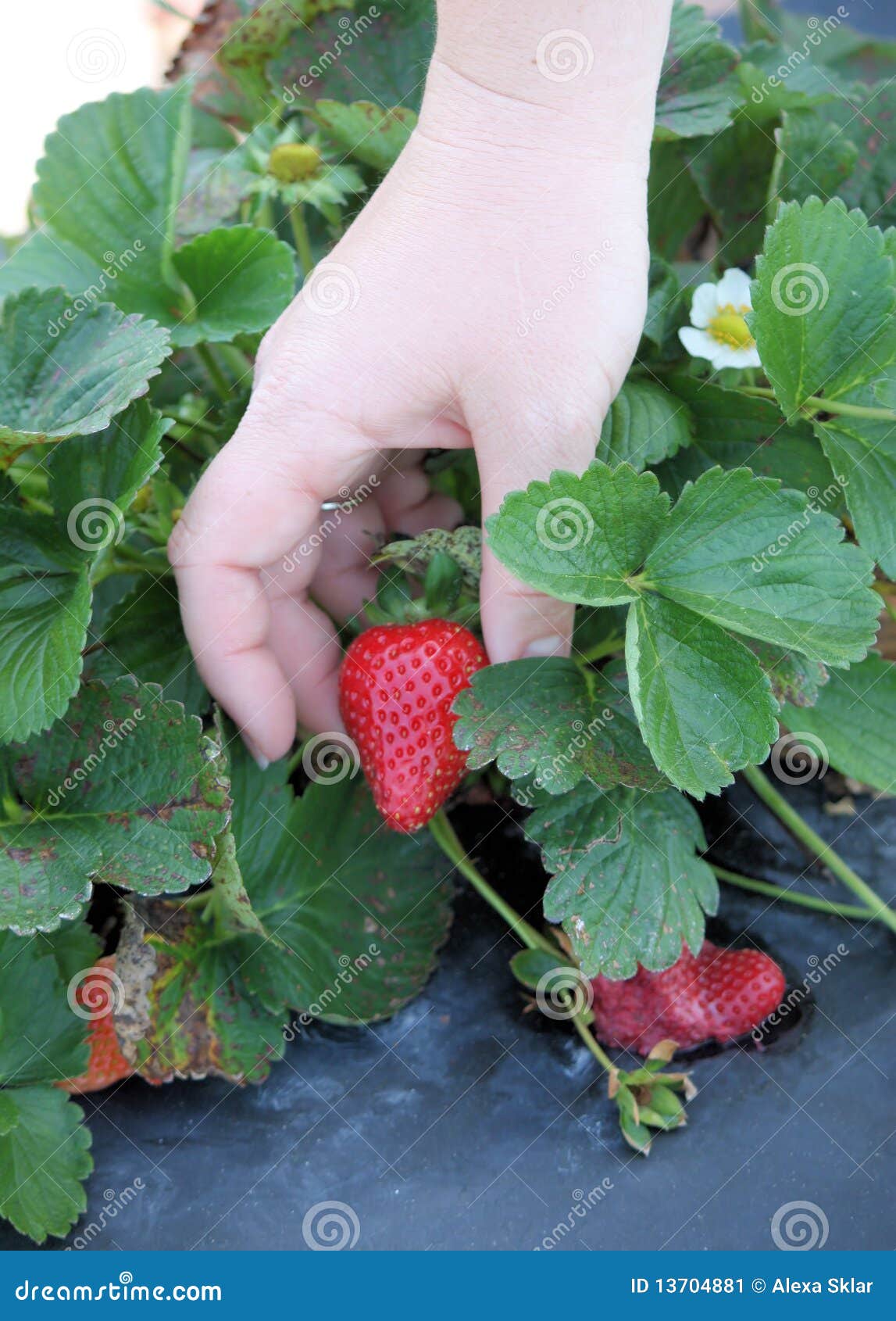 Picking Strawberries stock image. Image of hands, florida - 13704881