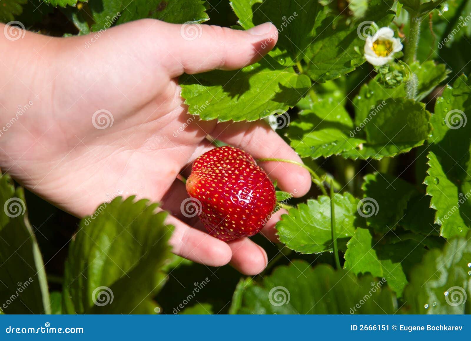 Picking strawberries stock image. Image of diet, crops - 2666151