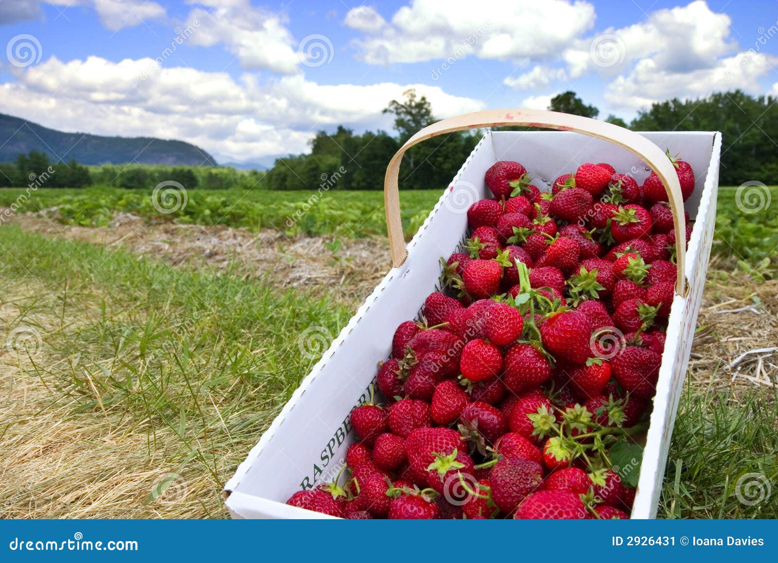 Picking strawberries stock image. Image of organic, grow - 2926431