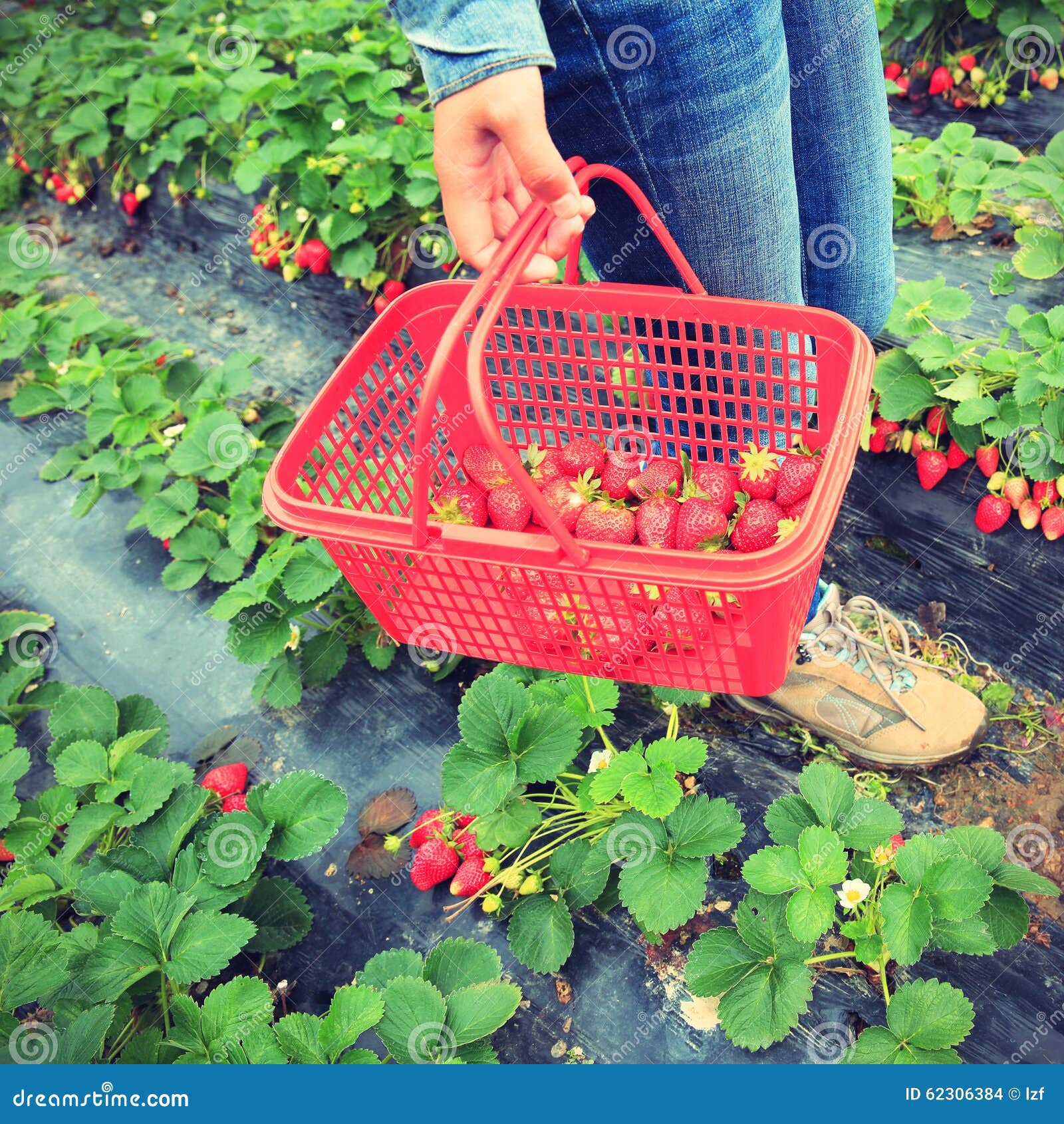 Picking Strawberry in Garden Stock Photo - Image of cultivate, grow ...