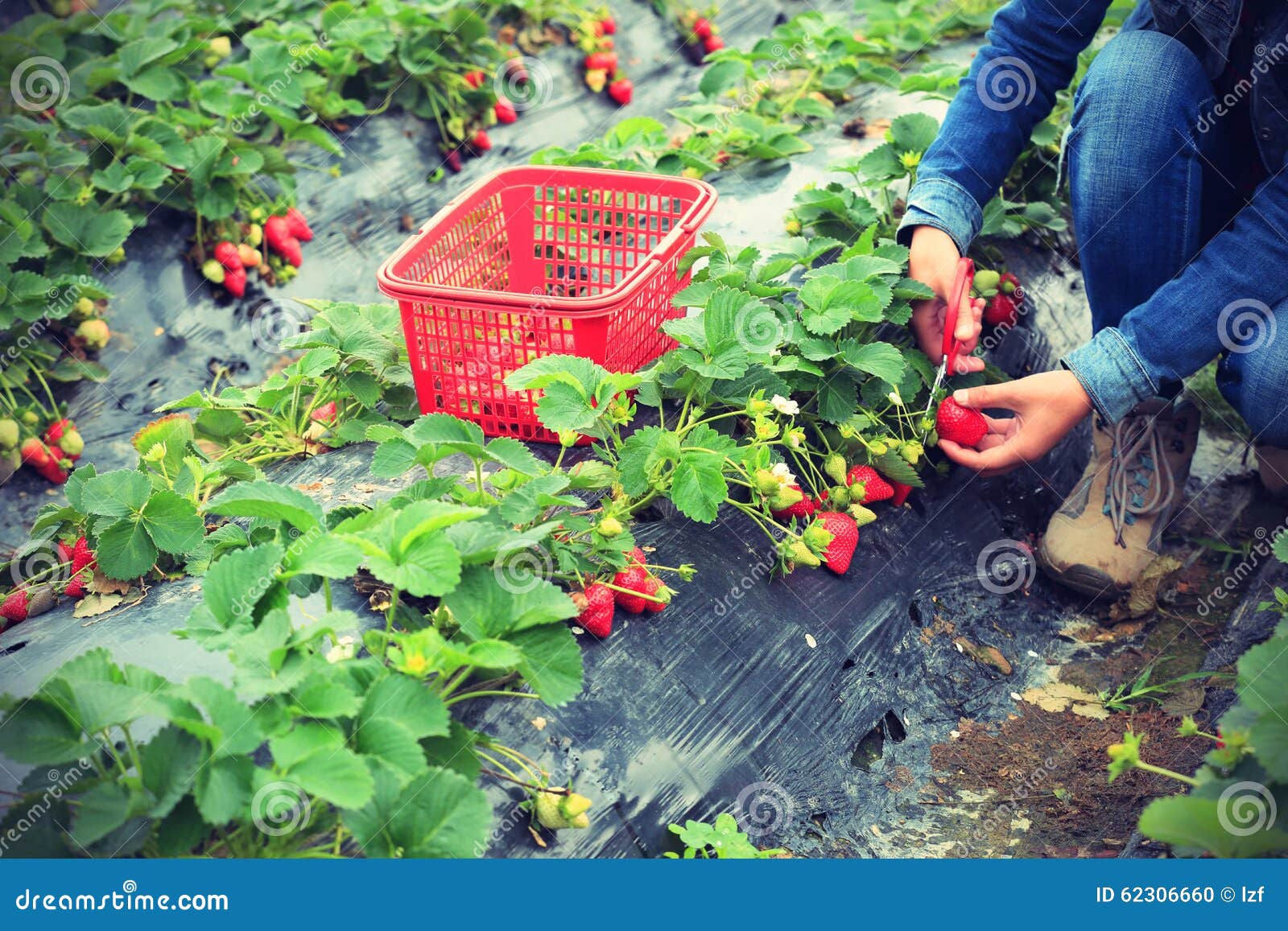 Picking Strawberry in Garden Stock Photo - Image of female, fresh: 62306660