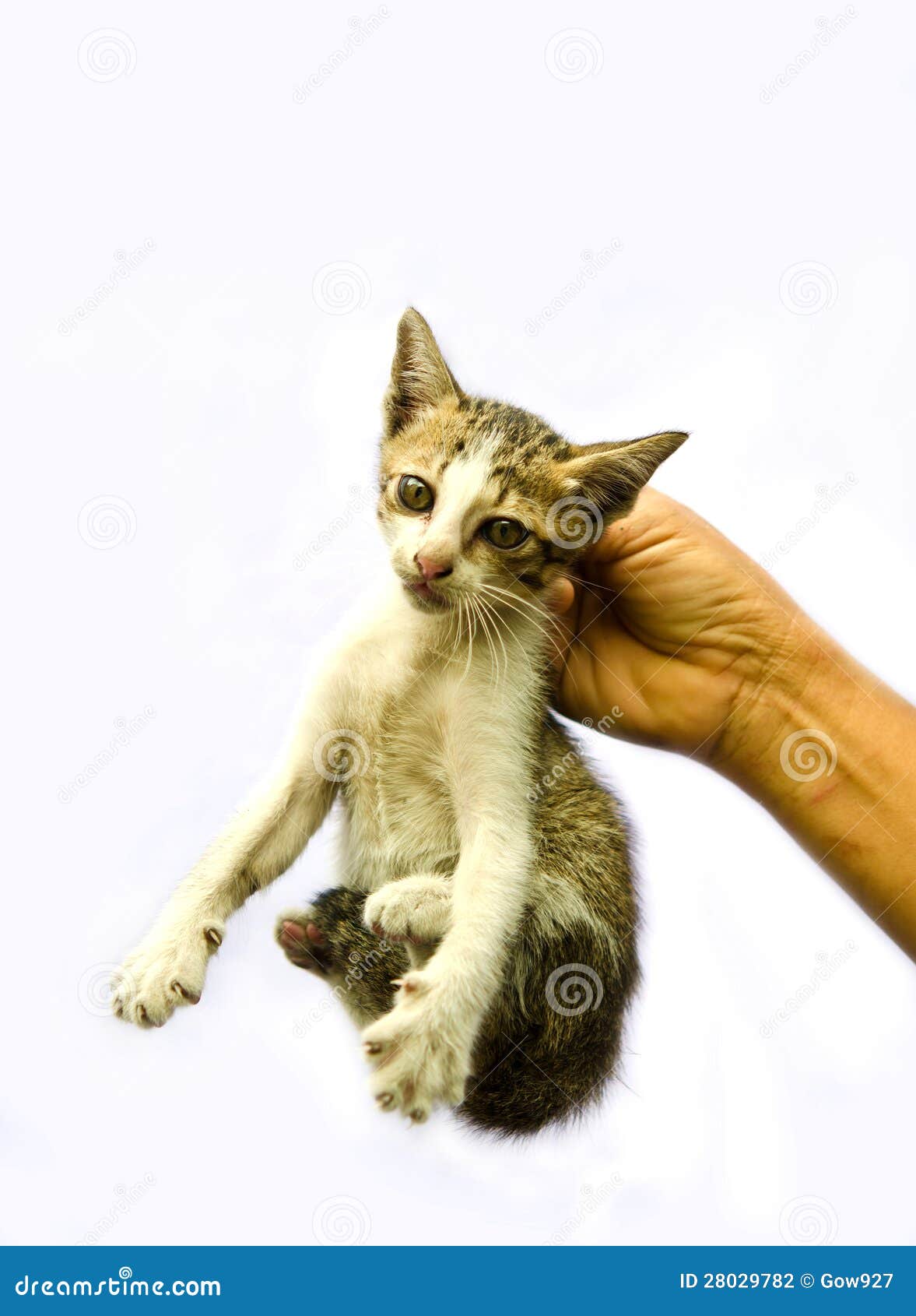 Picking A Stray Cat Stock Photography - Image: 28029782