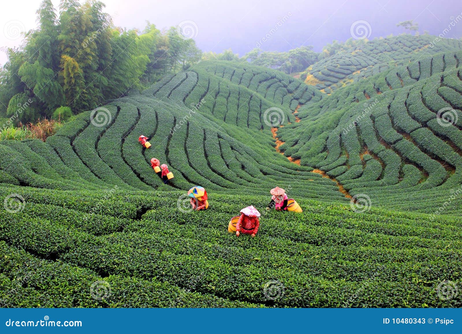 Picking tea editorial stock photo. Image of woman, food - 10480343